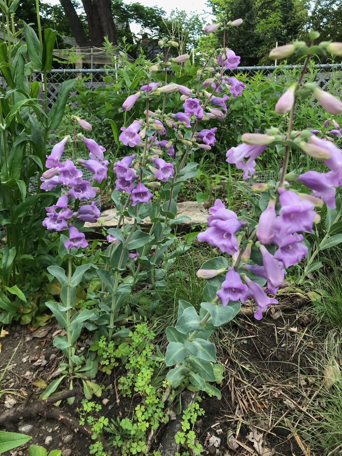 fresh start 2021 – Corcoran Pollinator Project